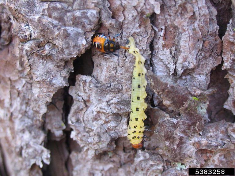 redheaded pine sawfly, Neodiprion lecontei (Hymenoptera: Diprionidae ...