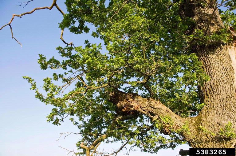 English oak (Quercus robur L.)
