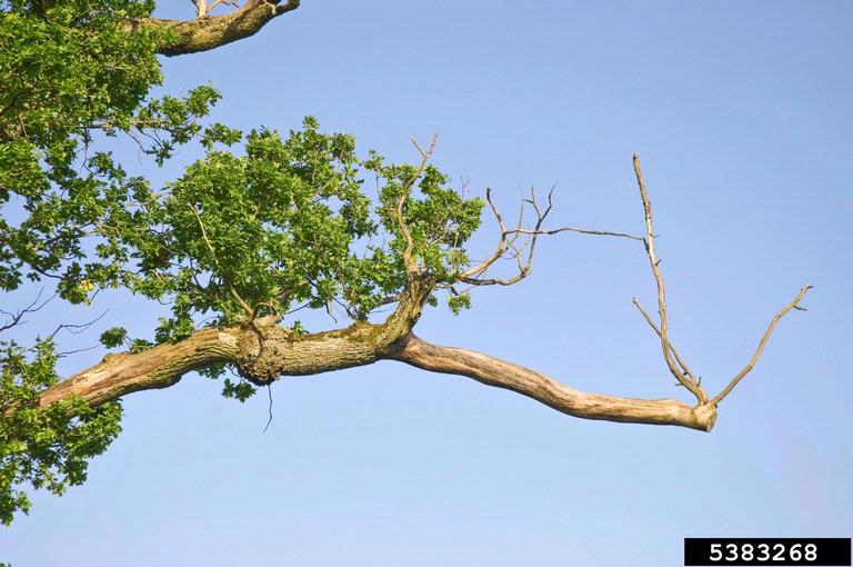 English oak (Quercus robur L.)