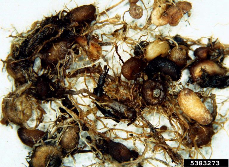 grass root-gall nematode (Subanguina radicicola (Greeff) Paramonov 1967)