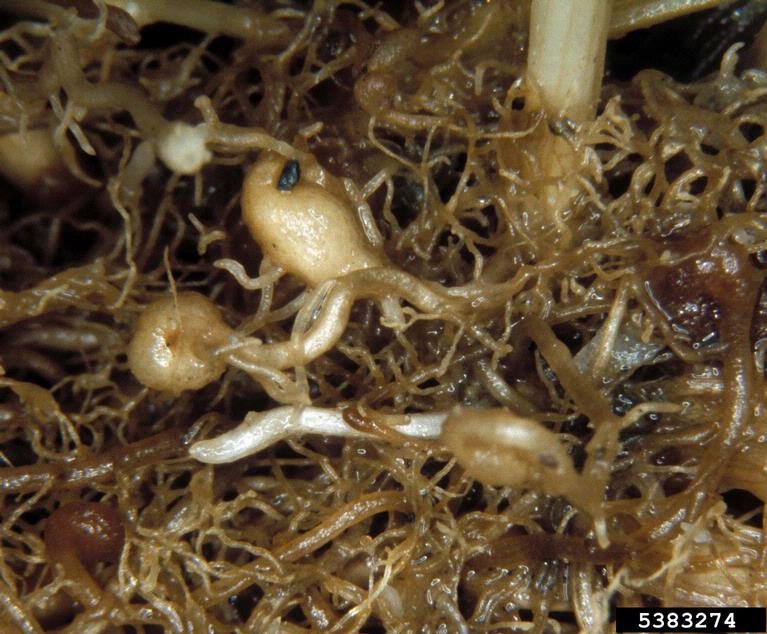 grass root-gall nematode (Subanguina radicicola ) on Kentucky bluegrass ...
