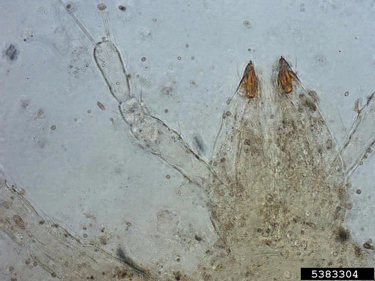 Bdellid mite, (Acari: Bdellidae) - 5383304