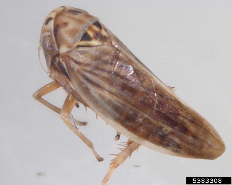leafhoppers (Genus Agallia Curtis 1833)