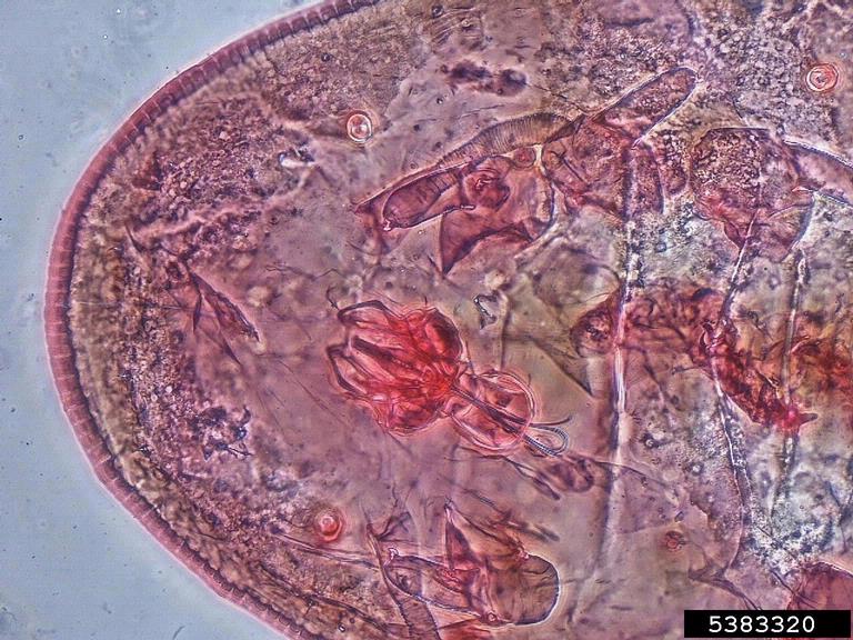 whitefly (Metaleurodicus griseus Dozier, 1936)