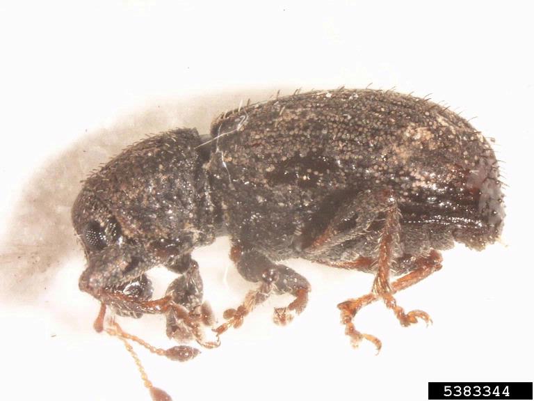 weevil (Genus Bothinodontes)