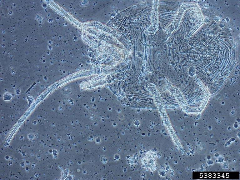 mite, Bryobia spp. (Acari: Tetranychidae) - 5383345