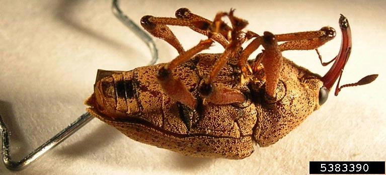 weevil (Genus Cholus)