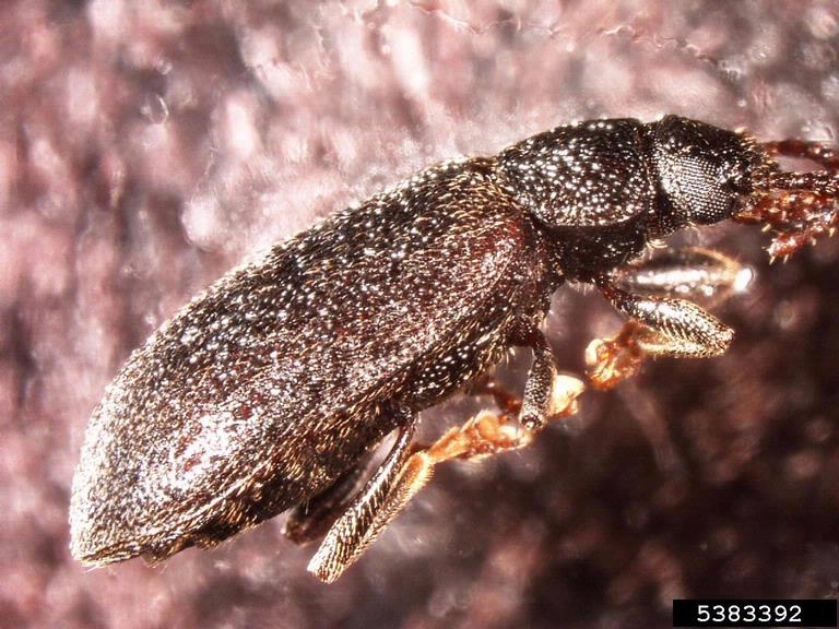 leaf beetles (family Chrysomelidae) (Family Chrysomelidae)