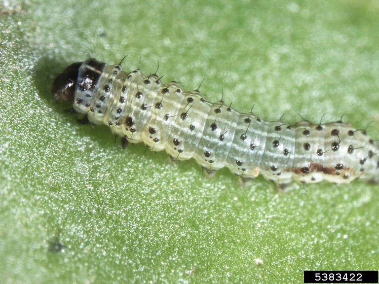 leaf worm (Genus Copitarsia)