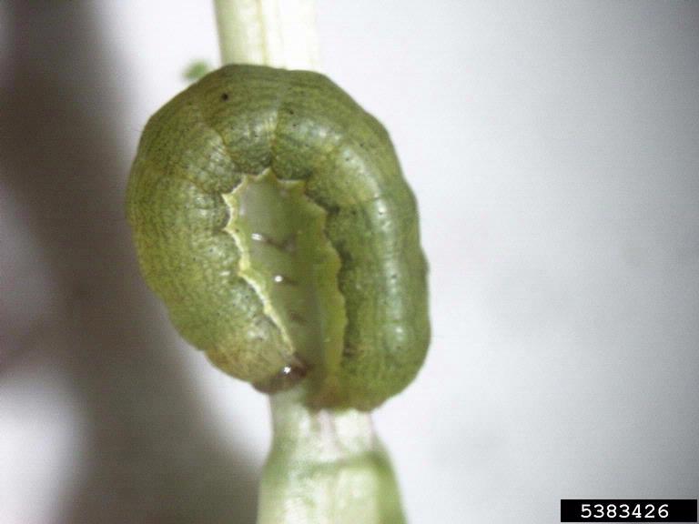 leaf worm (Genus Copitarsia)