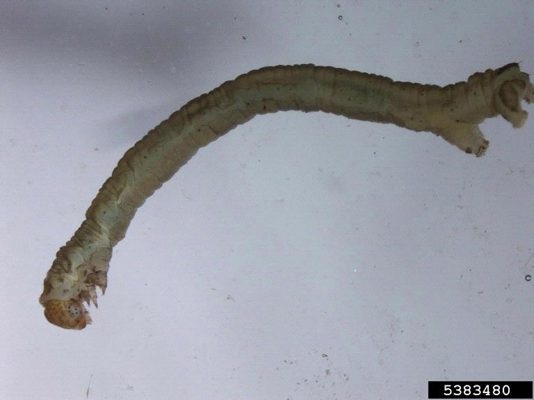 Geometrid moths, spanworms, loopers, inchworms (Family Geometridae)