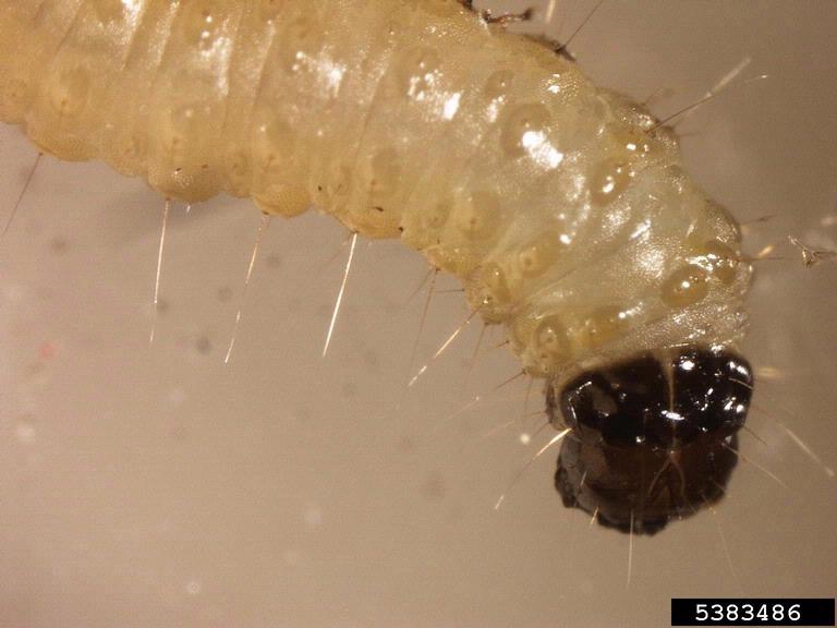 Jasmine bud worm (Hendecasis duplifascialis Hampson)