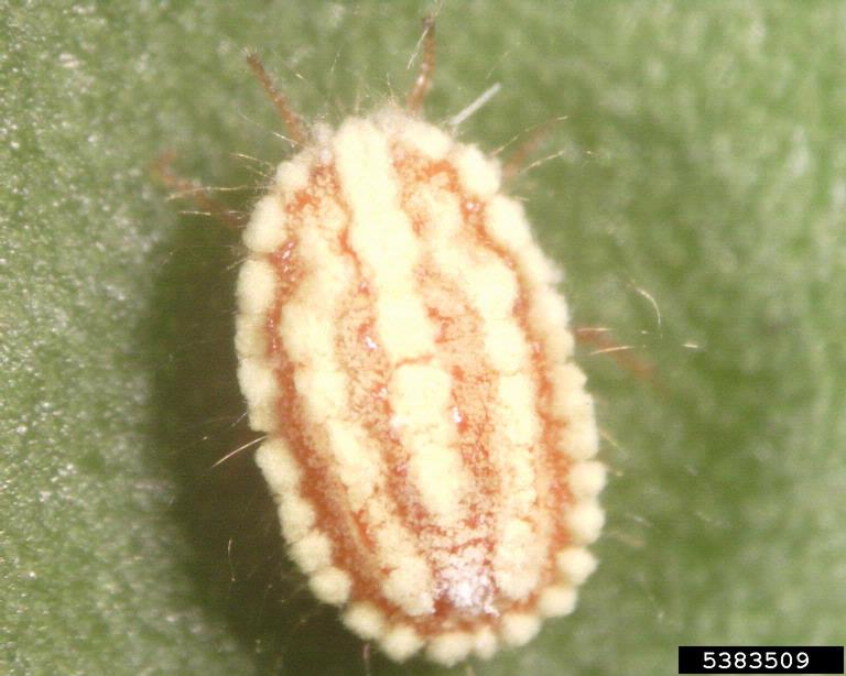 scale (Genus Icerya)