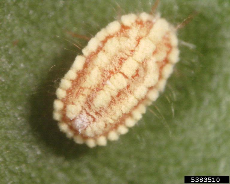 scale (Genus Icerya Signoret, 1875)