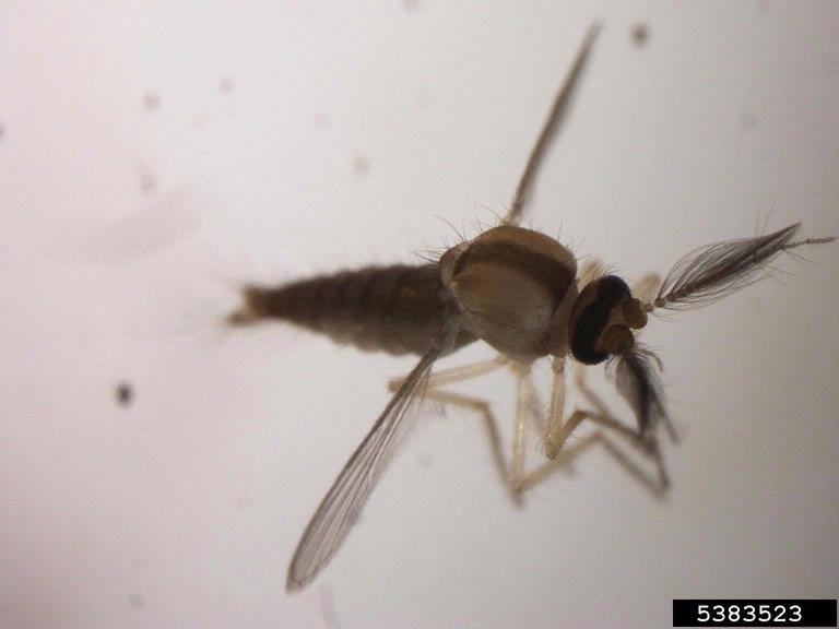 biting midges, (Diptera: Ceratopogonidae) - 5383523