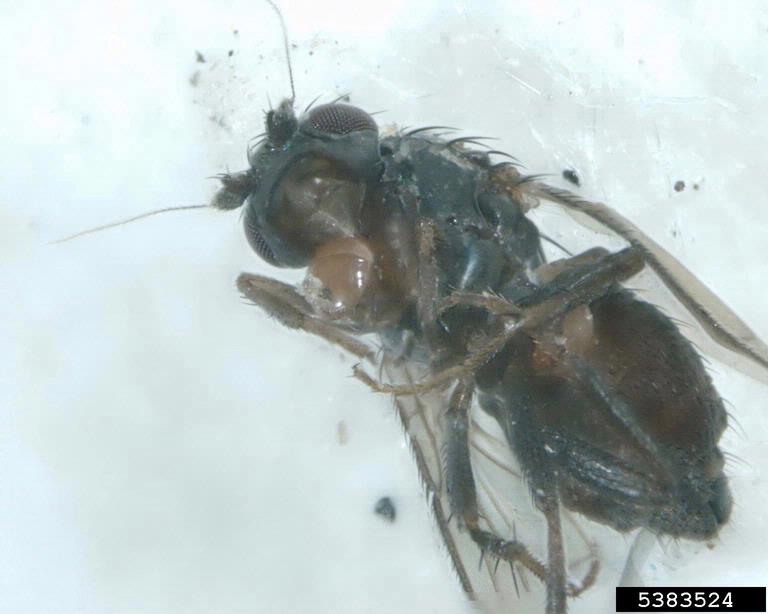 small dung flies (Family Sphaeroceridae)