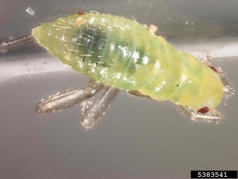 plant bug (Genus Macrolophus)