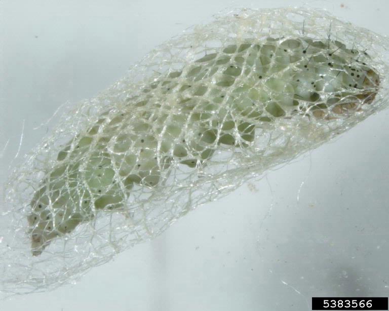 leaf worm (Genus Copitarsia Hampson 1906)