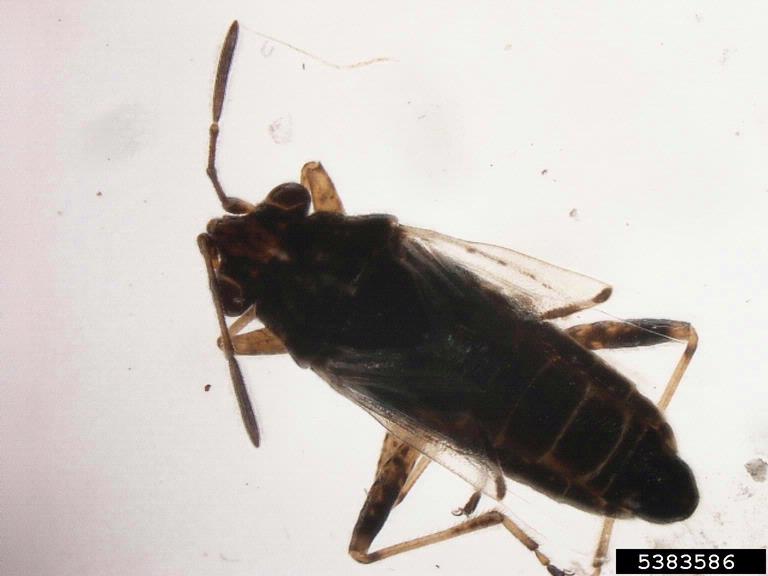 false chinch bug, Nysius raphanus (Hemiptera: Lygaeidae) - 5383586