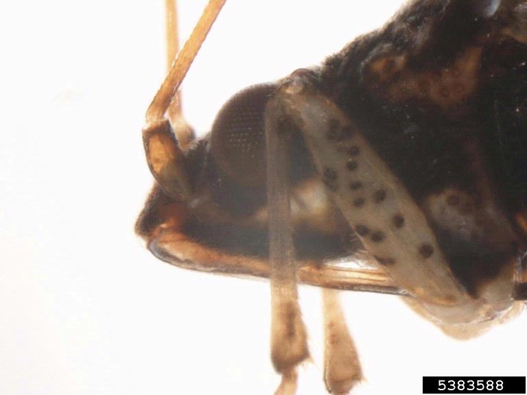 false chinch bug, Nysius raphanus (Hemiptera: Lygaeidae) - 5383588