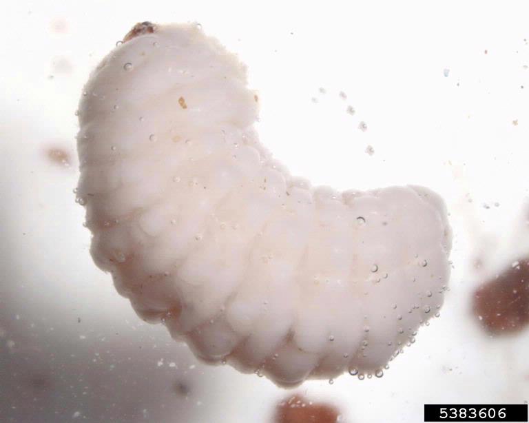 seed bruchid beetle (Pygiopachymerus lineola (Chevrolat, 1871))