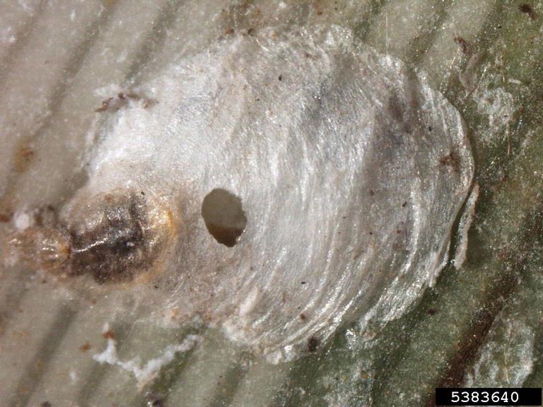 false oleander scale, Pseudaulacaspis cockerelli (Hemiptera ...