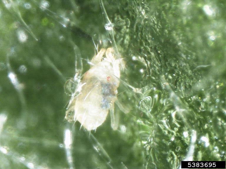 Tetranychus urticae (soybean) - Bugwoodwiki