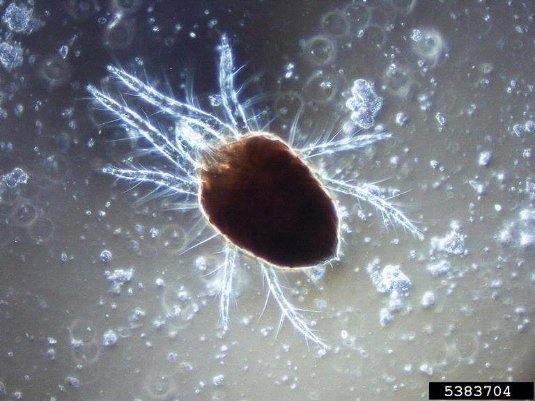 spider mites, Tetranychus spp. (Acari: Tetranychidae) - 5383704