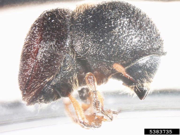 camphor shot borer (Cnestus mutilatus (Blandford, 1894))