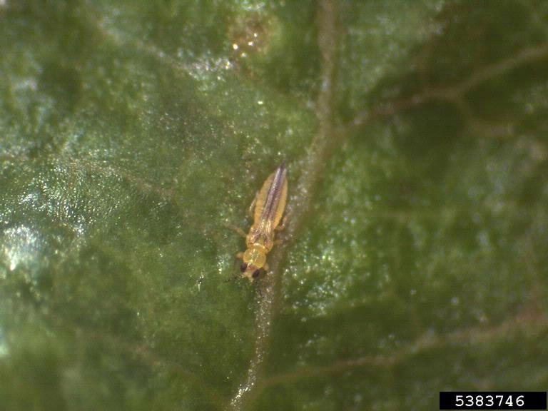 chilli thrips (Scirtothrips dorsalis Hood, 1919)