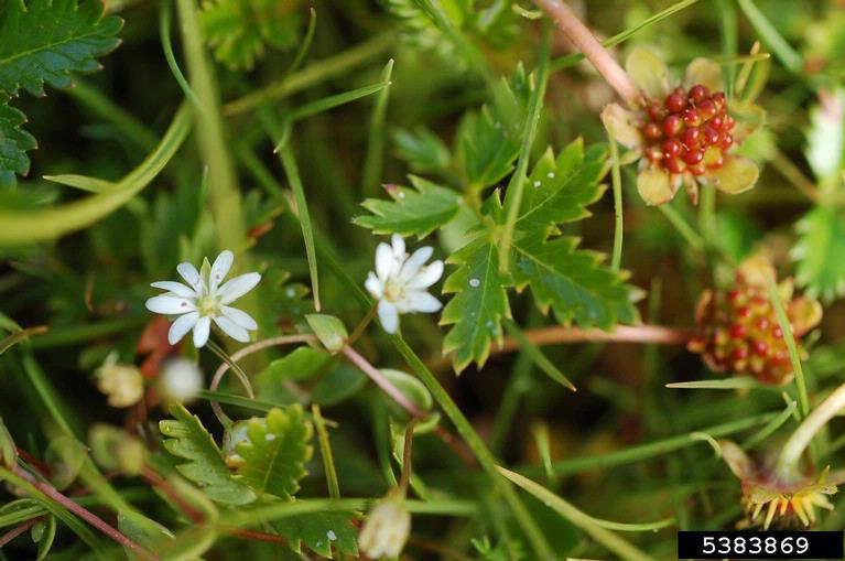 mouse-ear chickweed (Genus Cerastium L.)