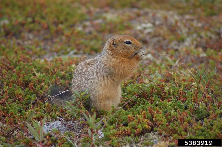 Arctic ground squirrel (Urocitellus parryii)