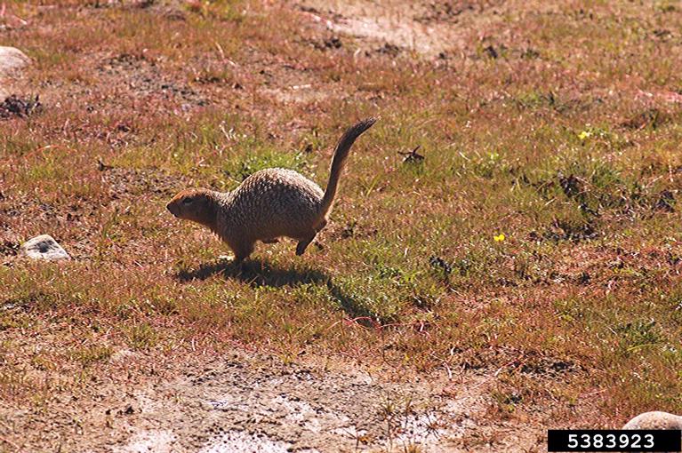 Arctic ground squirrel (Urocitellus parryii (Richardson, 1825))