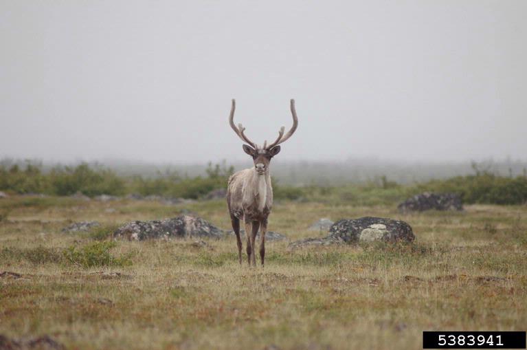 caribou (Rangifer tarandus caribou (Gmelin, 1788))