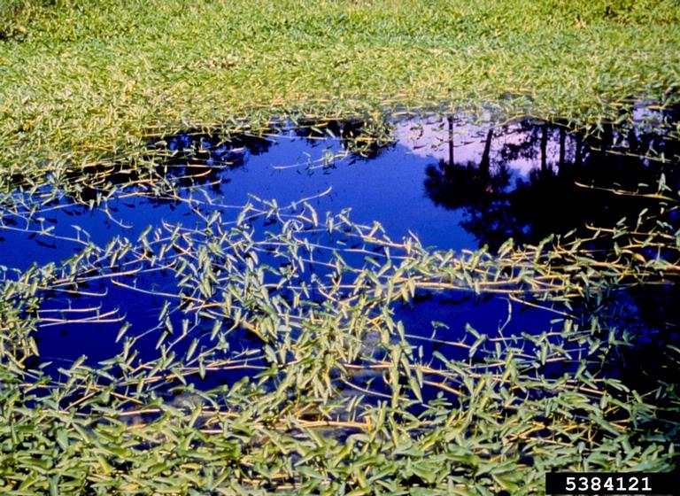 swamp morning-glory (Ipomoea aquatica Forssk.)