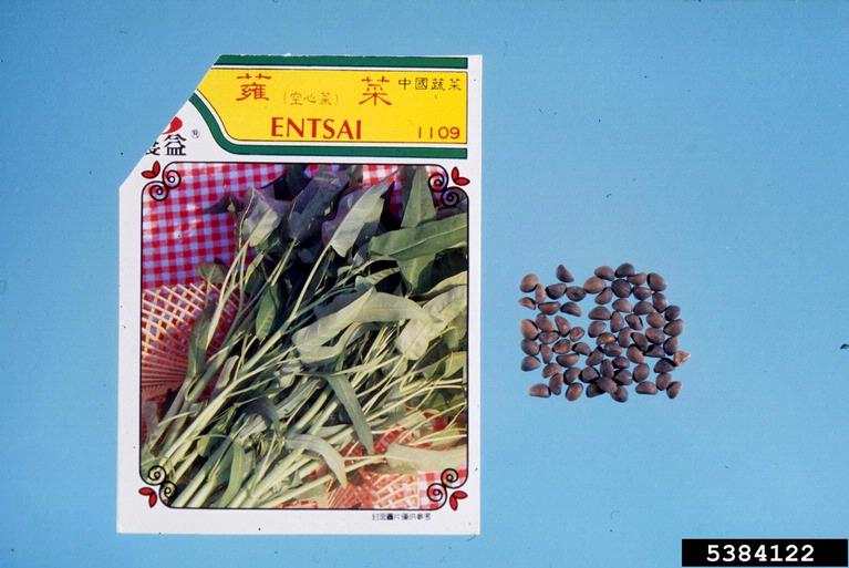 swamp morning-glory (Ipomoea aquatica)