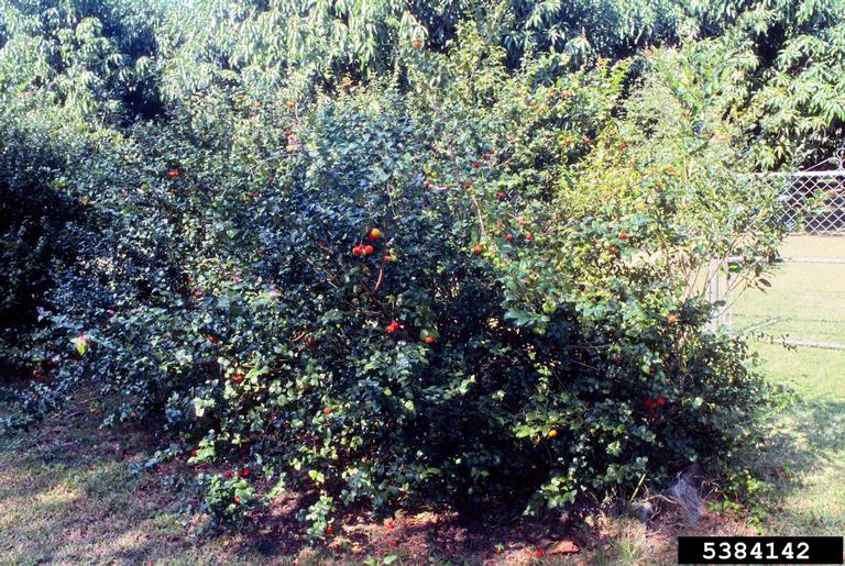 Surinam cherry (Eugenia uniflora L.)