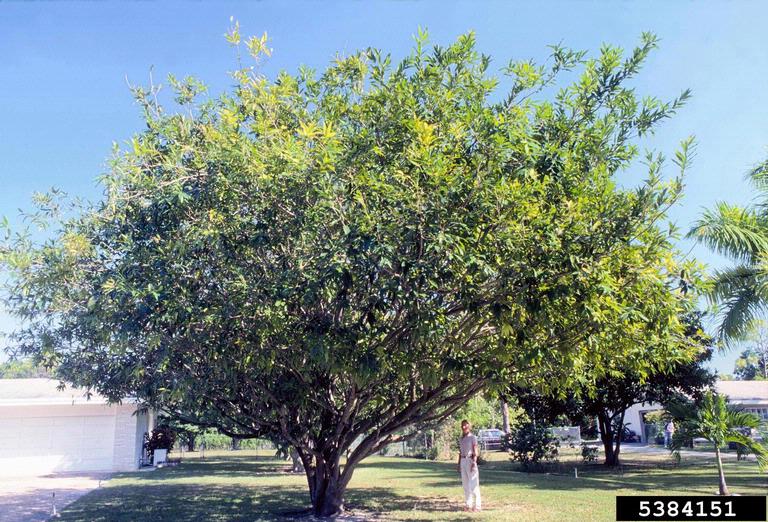 Malabar plum (Syzygium jambos)