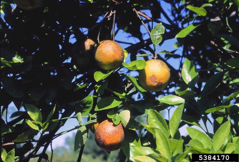 orange (Citrus x sinensis (L.) Osbeck (pro sp.) [maxima × reticulata])