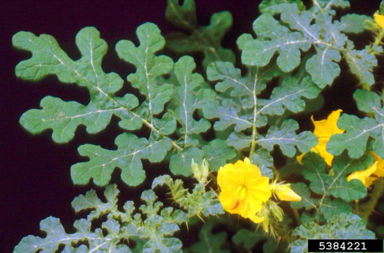 buffalobur (Solanum rostratum Dunal)