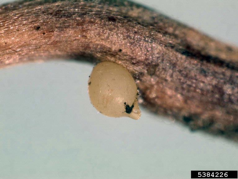 cyst-forming nematodes (Genus Afenestrata (Baldwin & Bell, 1985))
