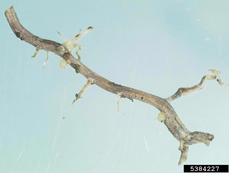 cyst-forming nematodes (Afenestrata spp. ) on Miscanthus (Miscanthus ...