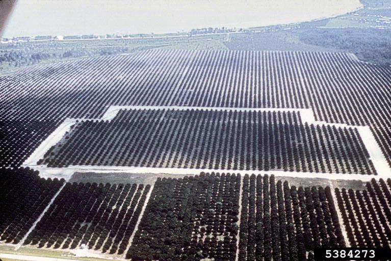 burrowing nematode (Radopholus similis (Cobb, 1893) Thorne, 1949)