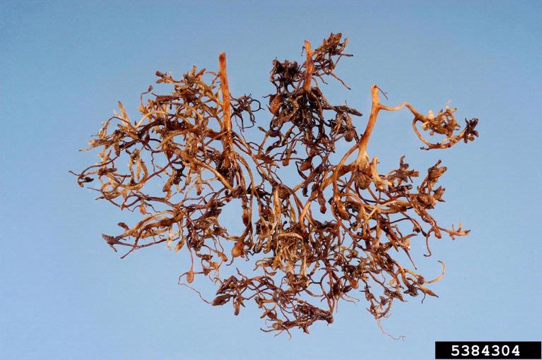 Northern root knot nematode - Alchetron, the free social encyclopedia