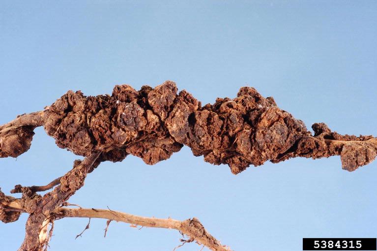 root-knot nematode (Meloidogyne enterolobii Yang & Eisenback, 1982)