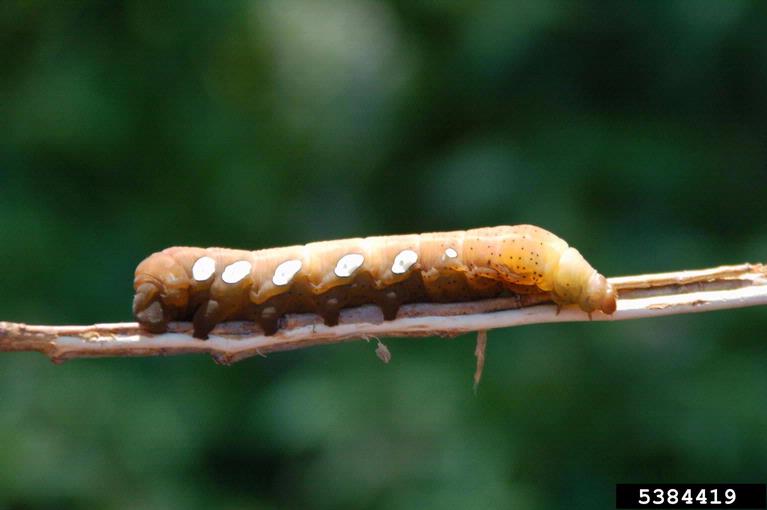 Pandora sphinx (Eumorpha pandorus)
