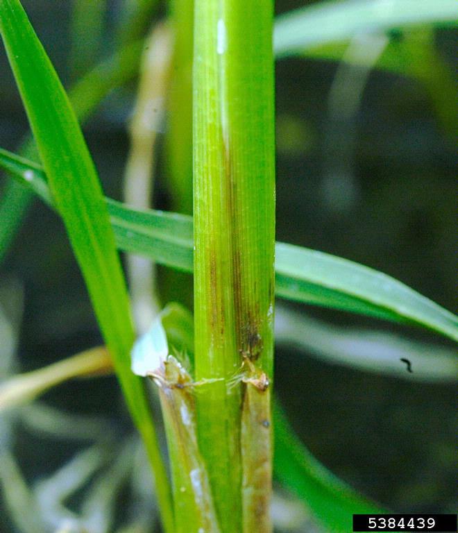 panicle rice mite (Steneotarsonemus spinki Smiley, 1967)