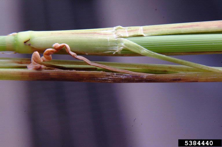 panicle rice mite (Steneotarsonemus spinki)