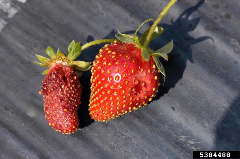 strawberry sap beetle (Stelidota geminata)