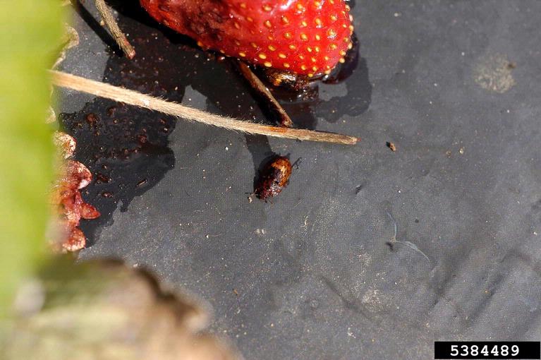 strawberry sap beetle (Stelidota geminata)